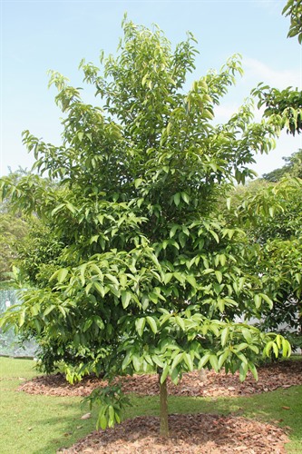 NParks | Garcinia celebica