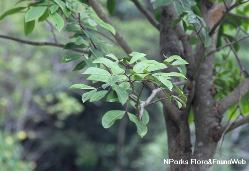 NParks | Cynometra malaccensis