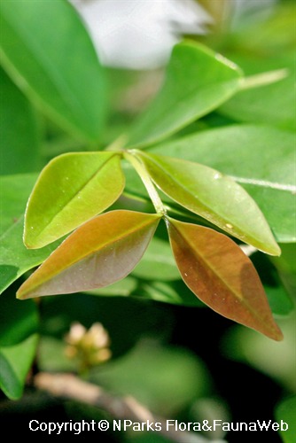 NParks | Memecylon pauciflorum