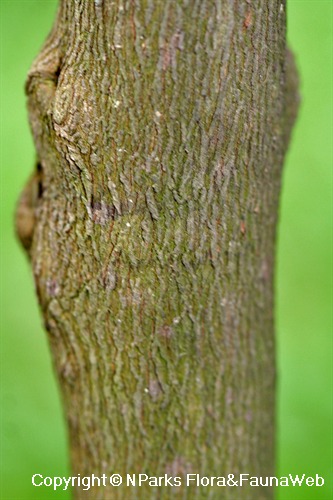 NParks | Memecylon pauciflorum