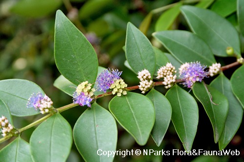 NParks | Memecylon pauciflorum