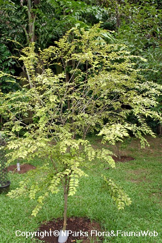 NParks | Memecylon pauciflorum