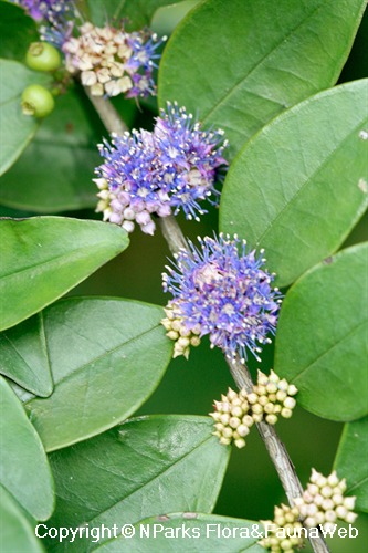 NParks | Memecylon pauciflorum