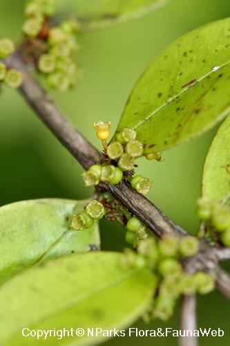 NParks | Memecylon pauciflorum