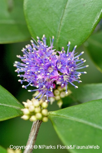 NParks | Memecylon pauciflorum