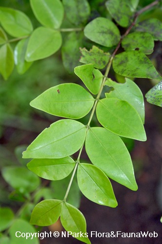 NParks | Memecylon pauciflorum