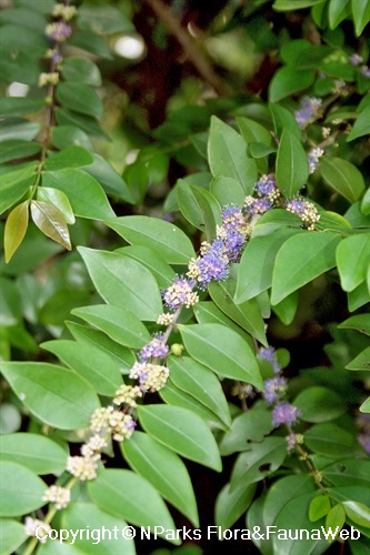 NParks | Memecylon pauciflorum