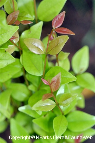 NParks | Memecylon pauciflorum