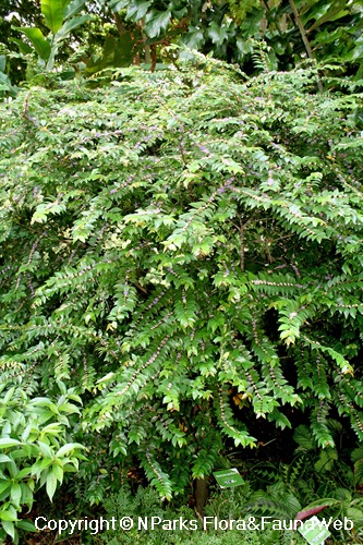 NParks | Memecylon pauciflorum