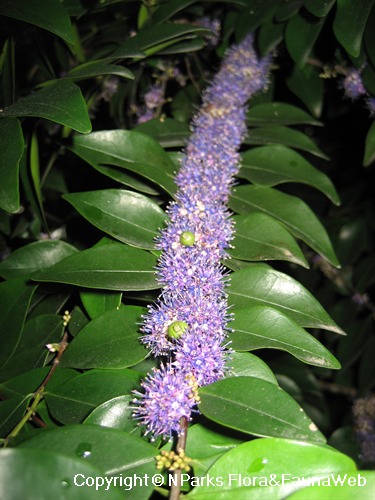 NParks | Memecylon pauciflorum