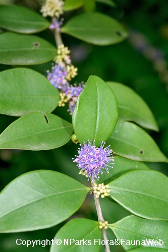 NParks | Memecylon pauciflorum