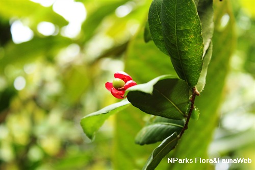NParks | Ochna integerrima