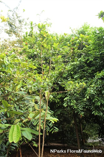 NParks | Ochna integerrima