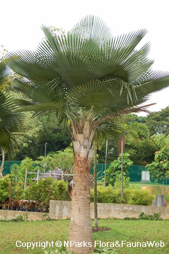 NParks | Copernicia baileyana