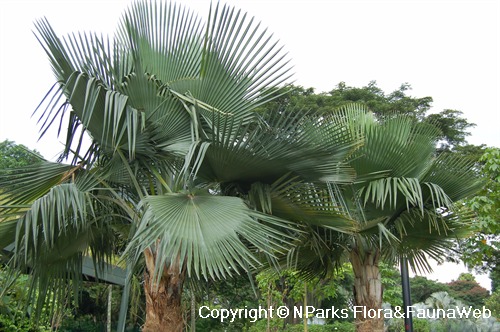 NParks | Copernicia baileyana