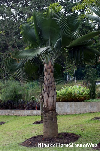 NParks | Copernicia baileyana