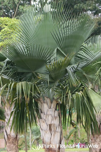 NParks | Copernicia baileyana