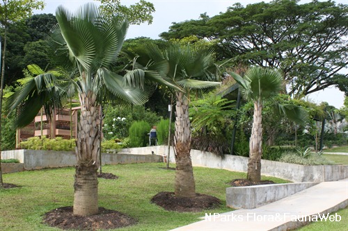 NParks | Copernicia baileyana