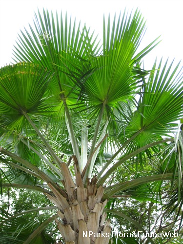 NParks | Copernicia hospita