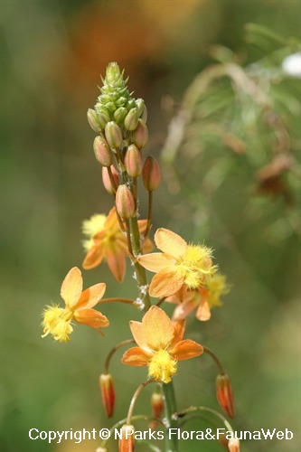 NParks | Bulbine frutescens 'Hallmark'