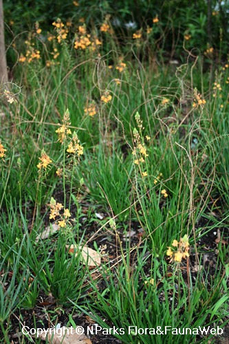 NParks | Bulbine frutescens 'Hallmark'