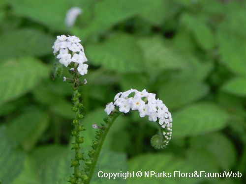 NParks | Heliotropium indicum