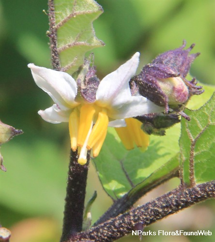 NParks | Solanum aethiopicum 'Small Ruffled Red'