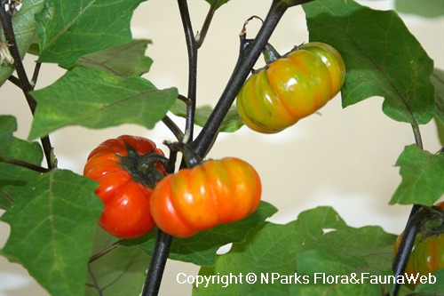 NParks | Solanum aethiopicum 'Small Ruffled Red'