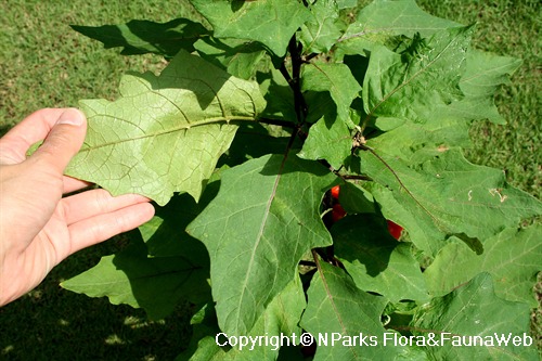 NParks | Solanum aethiopicum 'Small Ruffled Red'