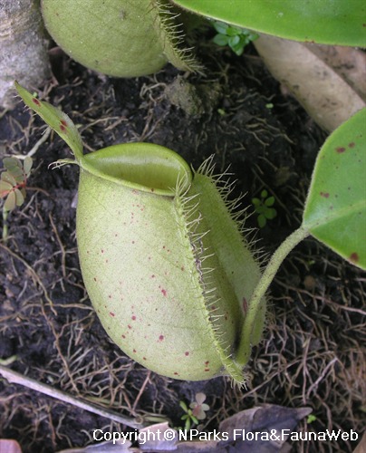 NParks | Nepenthes ampullaria
