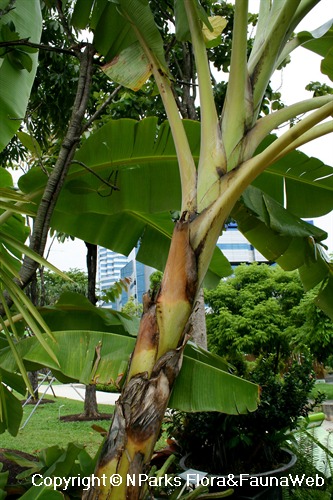 NParks | Musa × paradisiaca'Praying Hands'