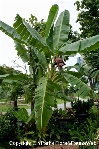 NParks | Musa × paradisiaca'Praying Hands'