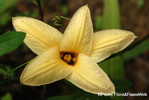 NParks | Momordica cochinchinensis