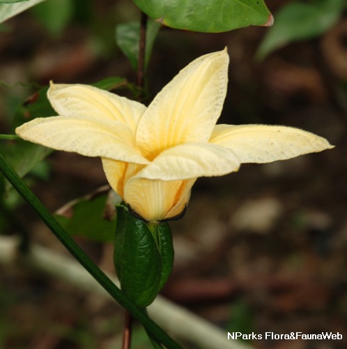 NParks | Momordica cochinchinensis