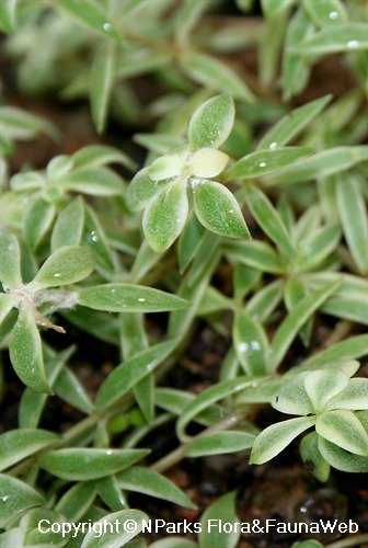NParks | Sedum lineare 'Variegatum'
