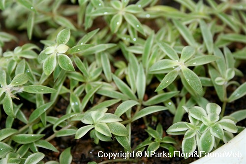 NParks | Sedum lineare 'Variegatum'