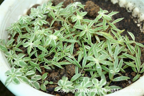 NParks | Sedum lineare 'Variegatum'