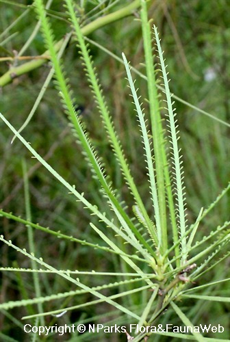 NParks | Parkinsonia aculeata