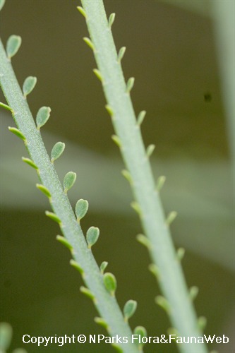 NParks | Parkinsonia aculeata