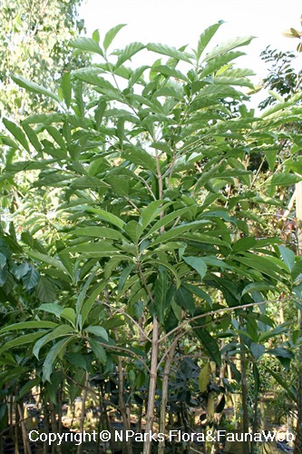 NParks | Morinda citrifolia