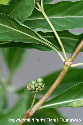 NParks | Morinda angustifolia