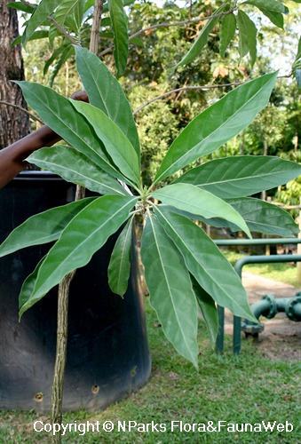 NParks | Morinda angustifolia