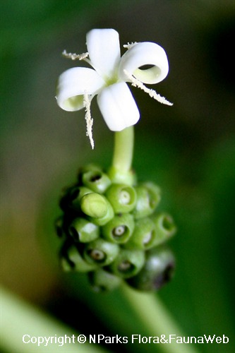 NParks | Morinda angustifolia