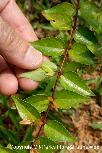 NParks | Abelia × grandiflora'Francis Mason'
