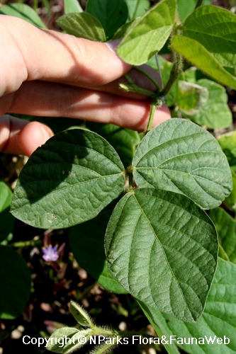 NParks | Macroptilium atropurpureum