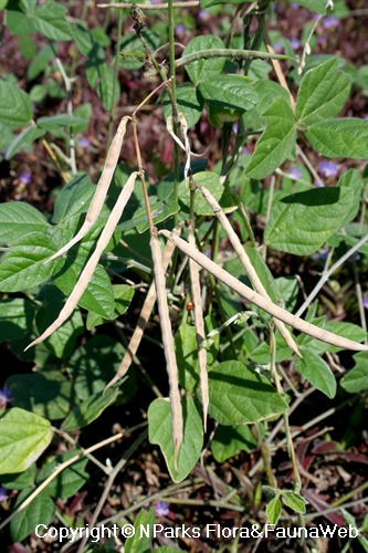 NParks | Macroptilium atropurpureum