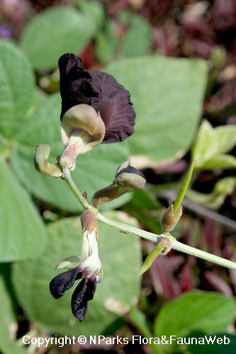 NParks | Macroptilium atropurpureum