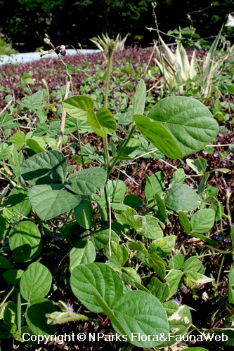 NParks | Macroptilium atropurpureum