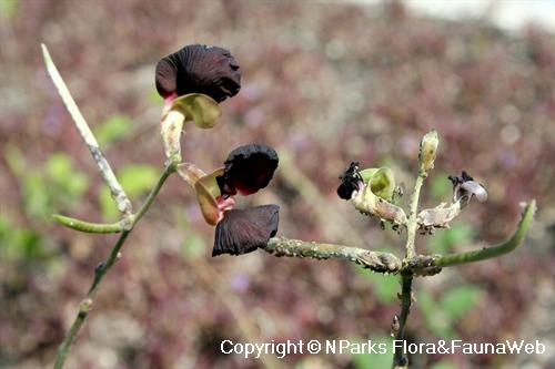 NParks | Macroptilium atropurpureum