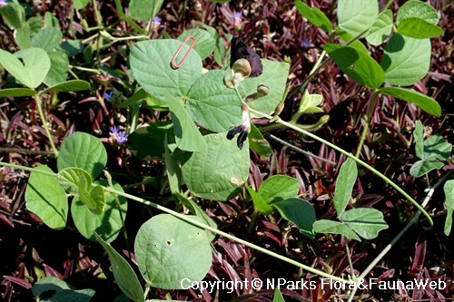 NParks | Macroptilium atropurpureum